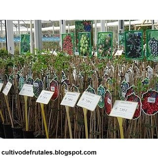 Cultivo de frutales: Árboles y arbustos frutales