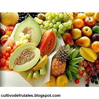 Cultivo de frutales: Cuánta fruta se debe cultivar