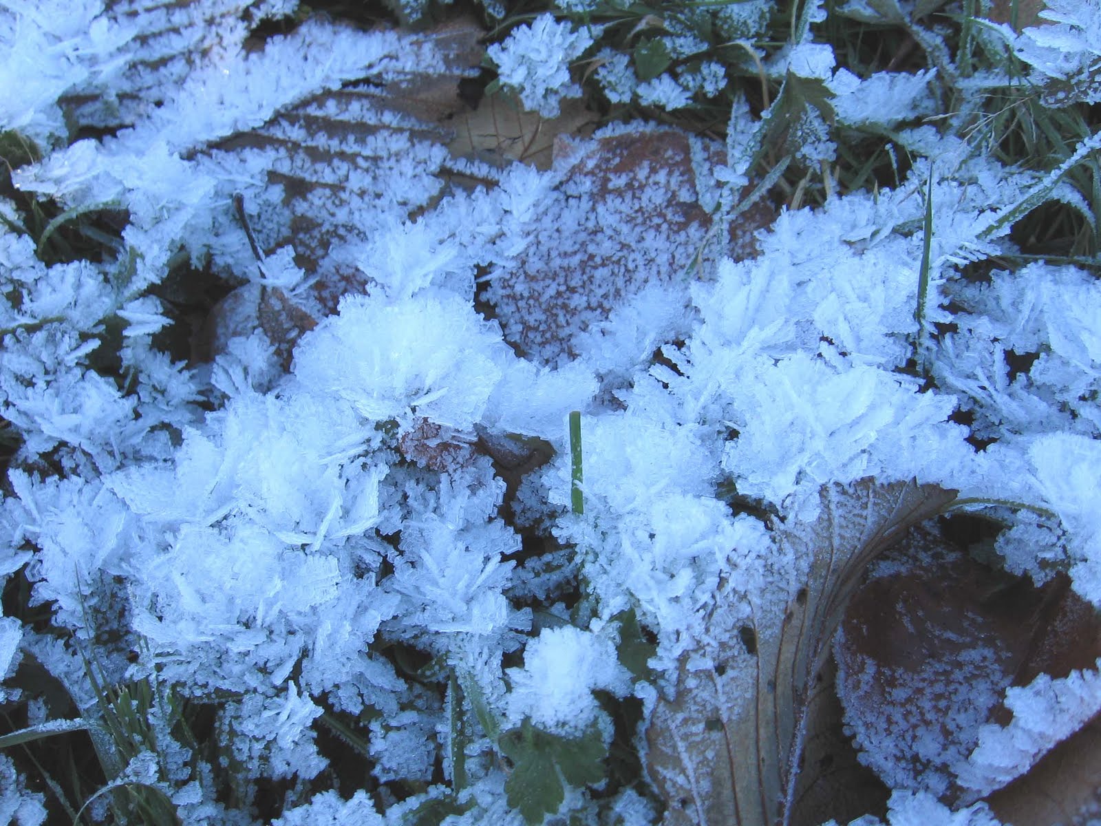 Perfume Project NW: FLEURS DE GLACE