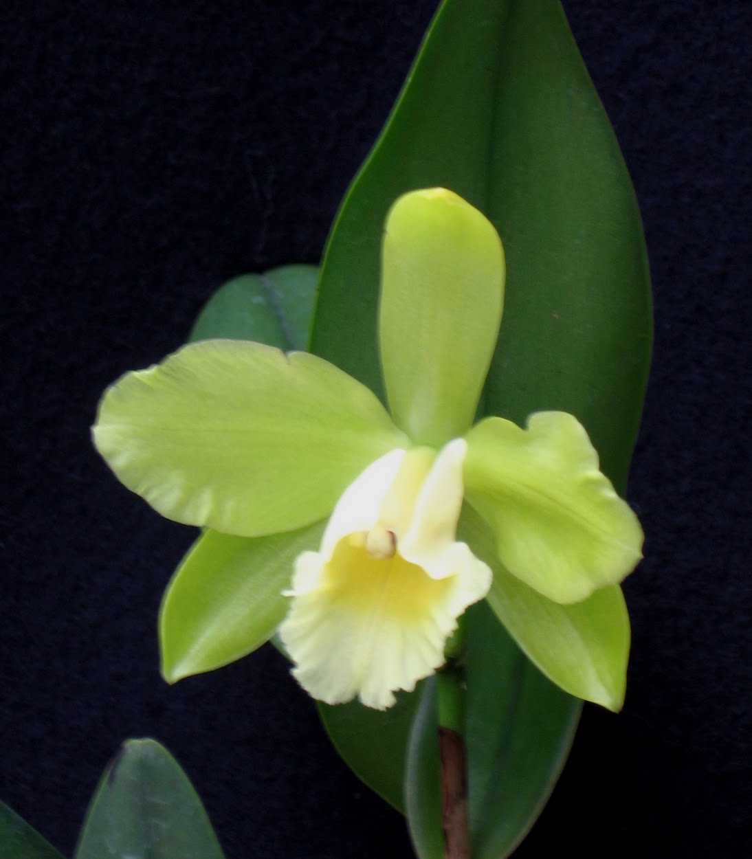 Perfume Project NW: INDOLIC CATTLEYAS