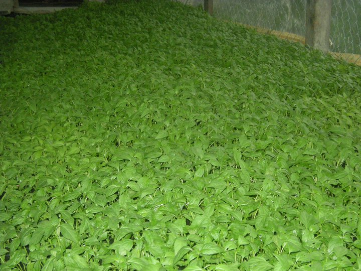 Ladang Cili - Pengeluar Cili Merah - Cili Hijau - Cili Api dan Lada ...