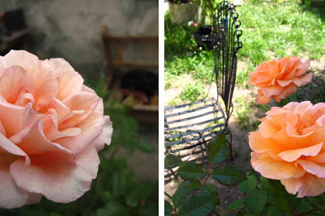 UN HUERTO EN LA CIUDAD: 2010-01-10