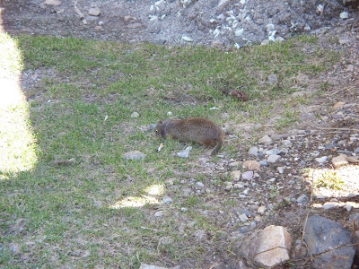 Meghans Adventures: MARMOTS AND POTGUTS (UINTA GROUND SQUIRREL)