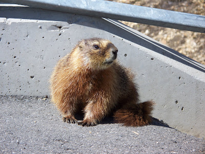 Meghans Adventures: MARMOTS AND POTGUTS (UINTA GROUND SQUIRREL)