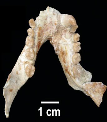 Vampyropithecus darwini: Nova espècie de pliopitècid de l'Abocador de ...