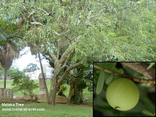 pantai klebang besar,melaka: Pokok Melaka