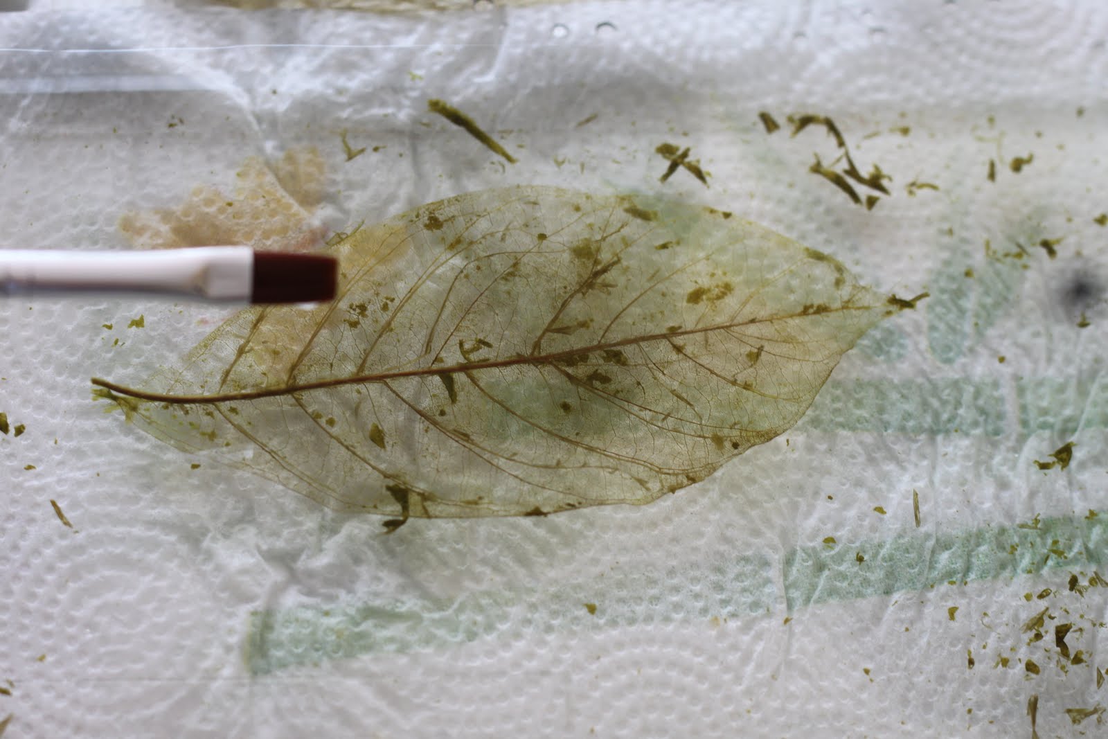 How to Make Leaf Skeletons - The Idea Room