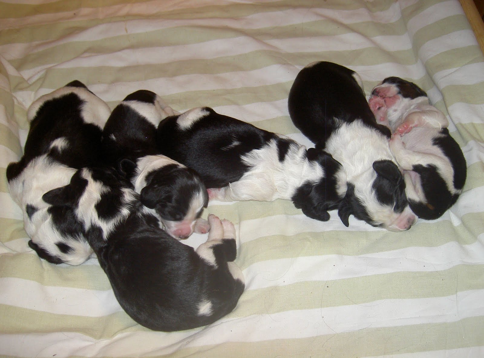 Kennel Hotfeet - Eva Wiklund: Norma - Eddie valpar 9 dygn gamla