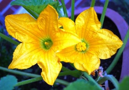 the art garden: It’s Monoecious!