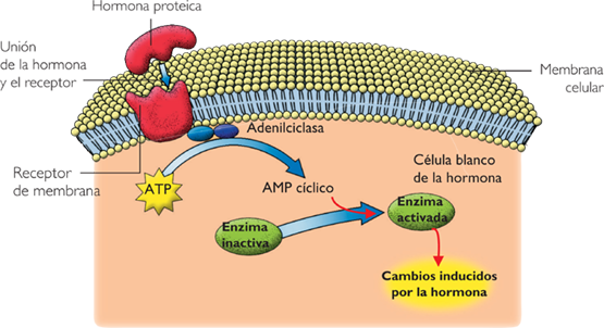 biokim: hormonas