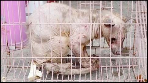 Paranormal Dish: The Amazing Chinese Yeti?