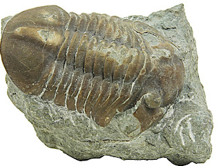 Geologi Indonesia: Fosil