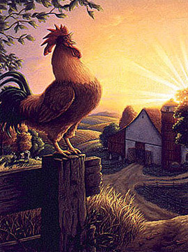 La explicación del canto mañanero de los gallos - Mundo Feliz