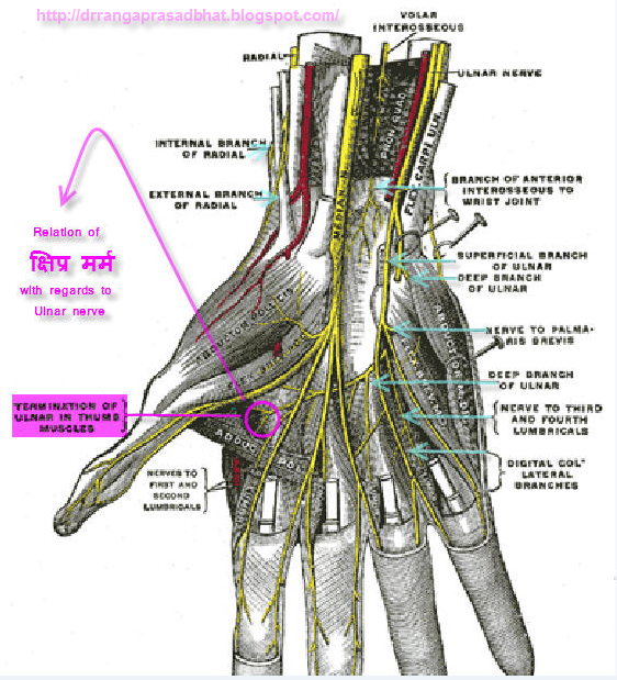 Marma & Ayurveda Chikitsa: KSIPRA MARMA (क्षिप्र)-The Snayu predominant ...