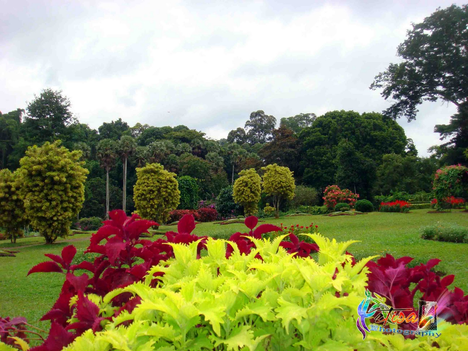 Artisan: peradeniya flower garden