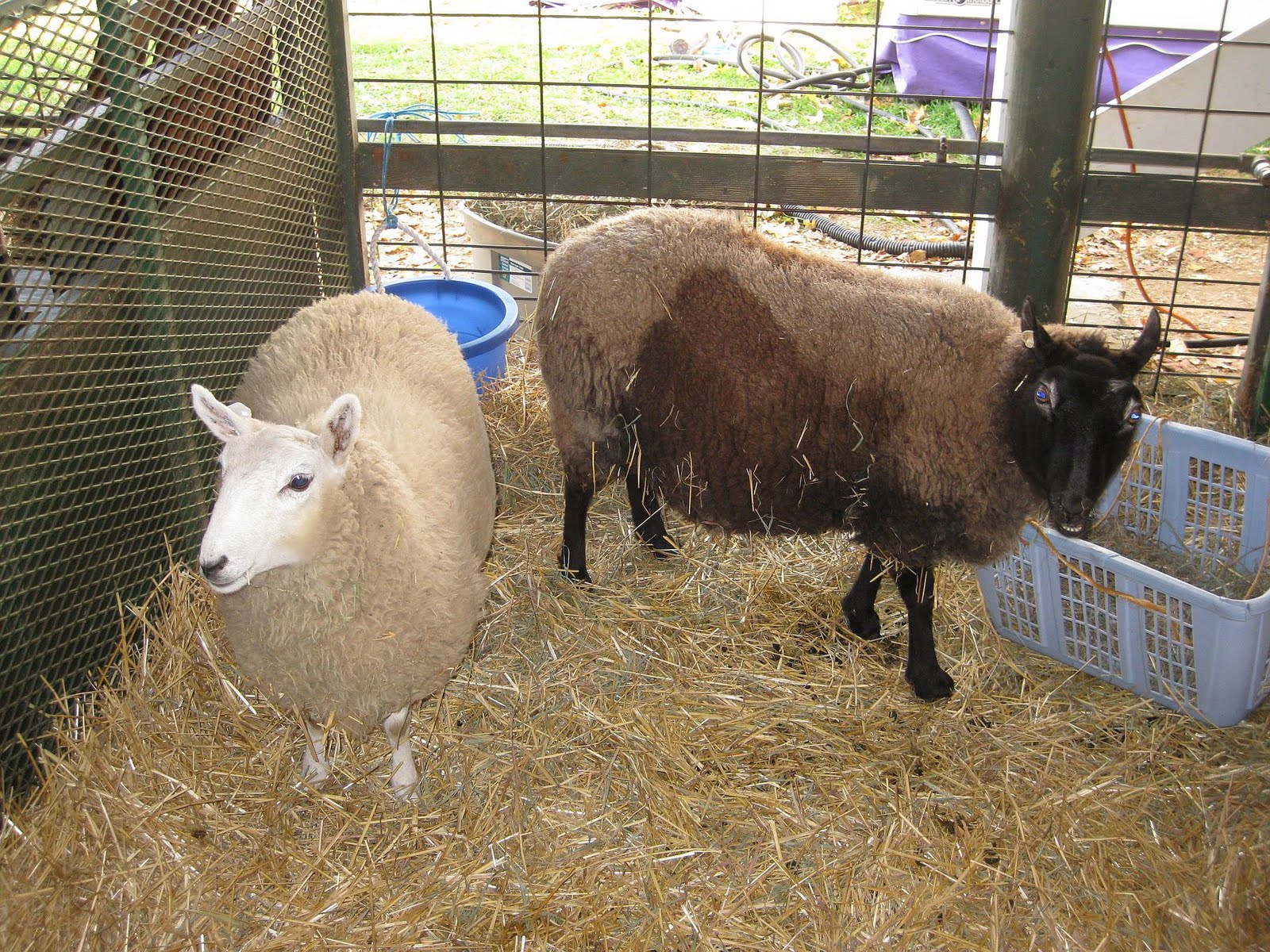 Have Ewe Any Wool?: The Sheep of the NY Sheep and Wool Festival