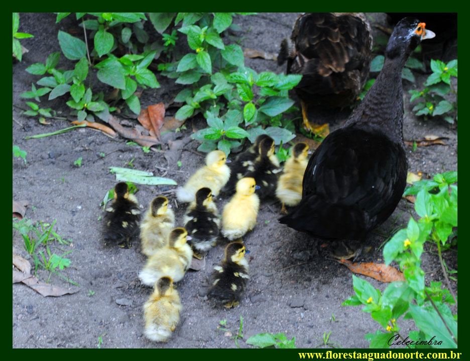 Floresta Água do Norte: Bicho da Amazônia - Pato Selvagem Domesticado