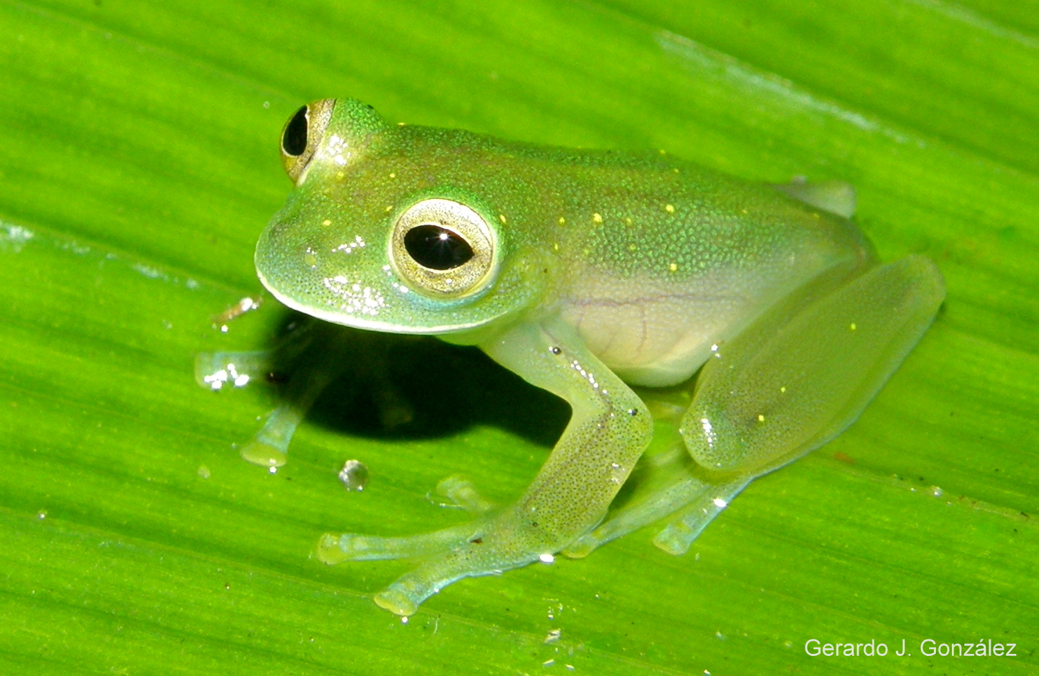 Imagen ranita - Imagui