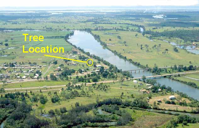 Veteran Tree Group Australia