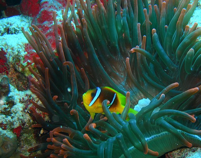 World's Natural Wonders: Red Sea Reef
