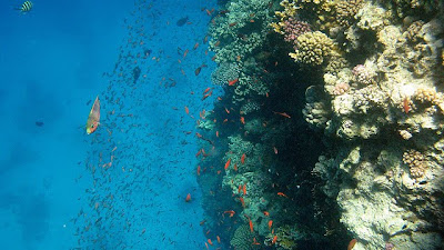 World's Natural Wonders: Red Sea Reef
