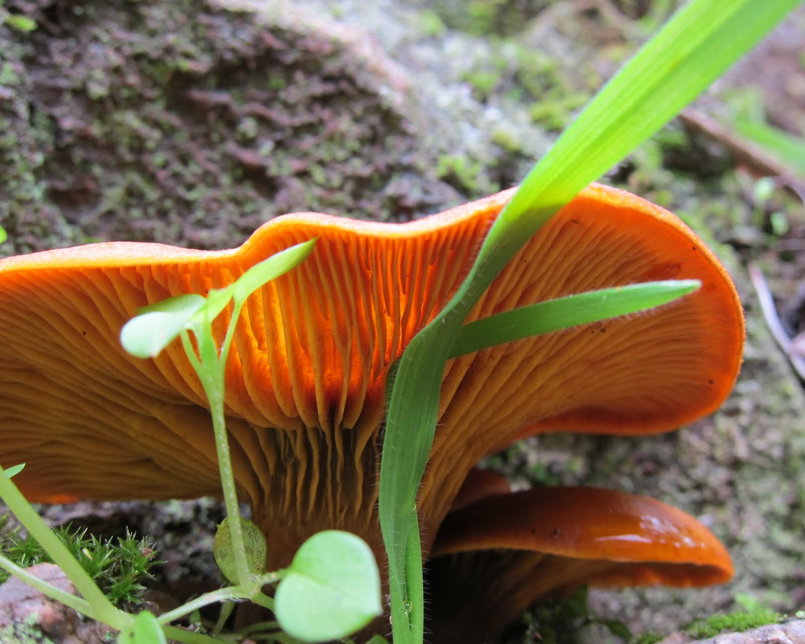 Doves Today: Mushroom goggles