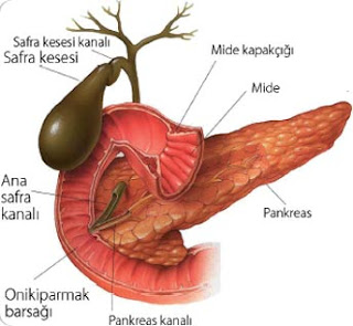 SAĞLIK SİTENİZ: Safra kesesi iltihabı nedenleri sebepleri nelerdir