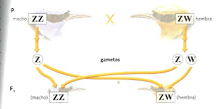 La Herencia Biológica: La determinación del sexo. Sistema ZZ / ZW