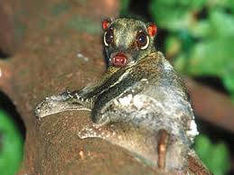 My Temple of Nature: Clinging Colugos