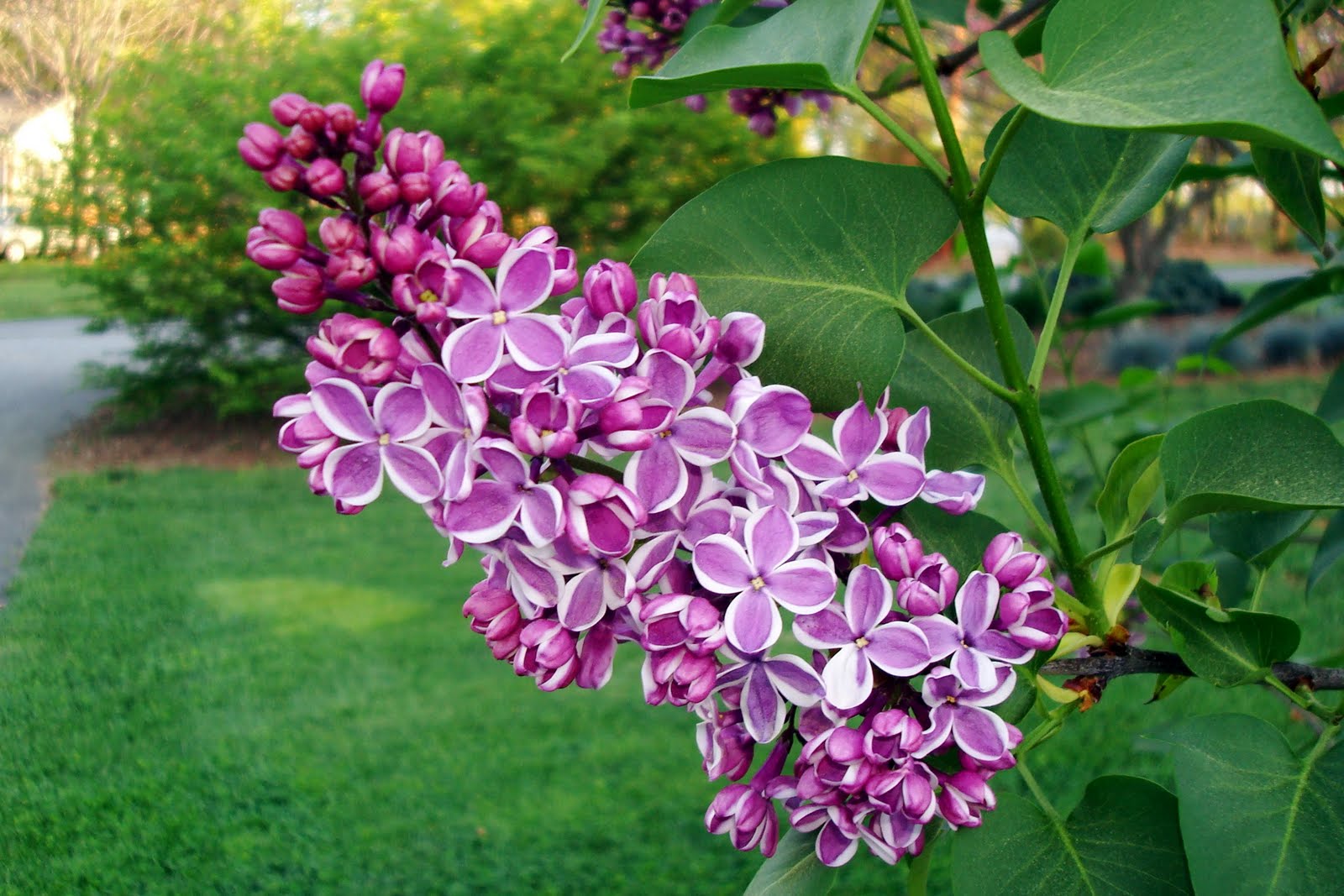 Flowers and Nature in my Garden: Lilac "Sensation"