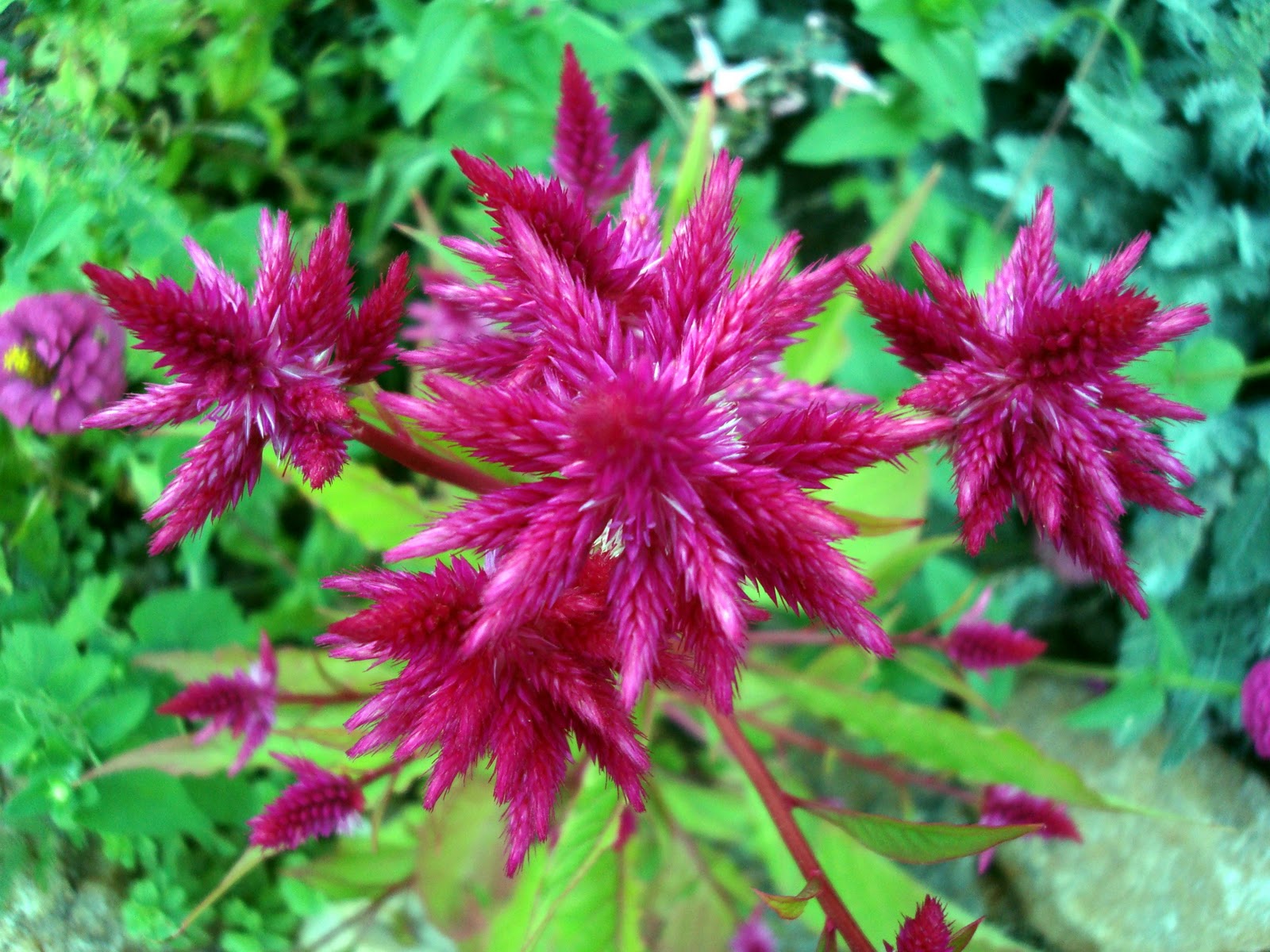 Flowers and Nature in my Garden: Celosia/Cockscomb