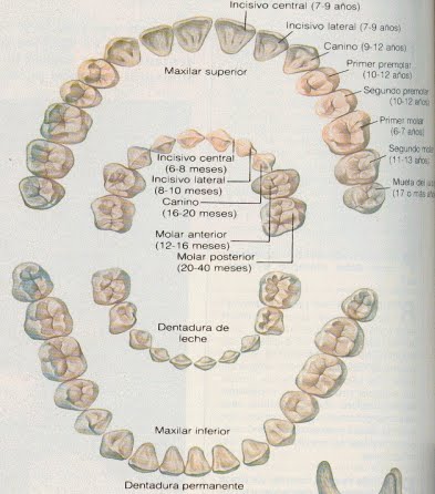 Dentición Permanente. | APUNTES AUXILIAR ENFERMERIA