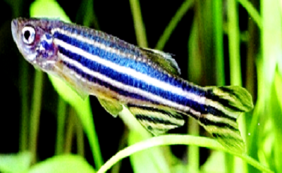 MilPeixes.blogspot.com: Peixe Danio Rerio "Zebra"