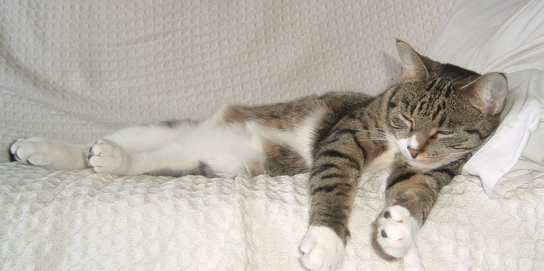 The Pesky Cat's Day Dream