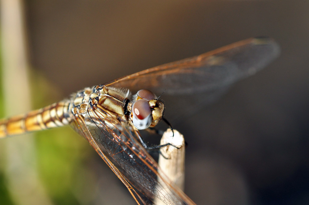 Maltese Nature: Insects in Maltese culture