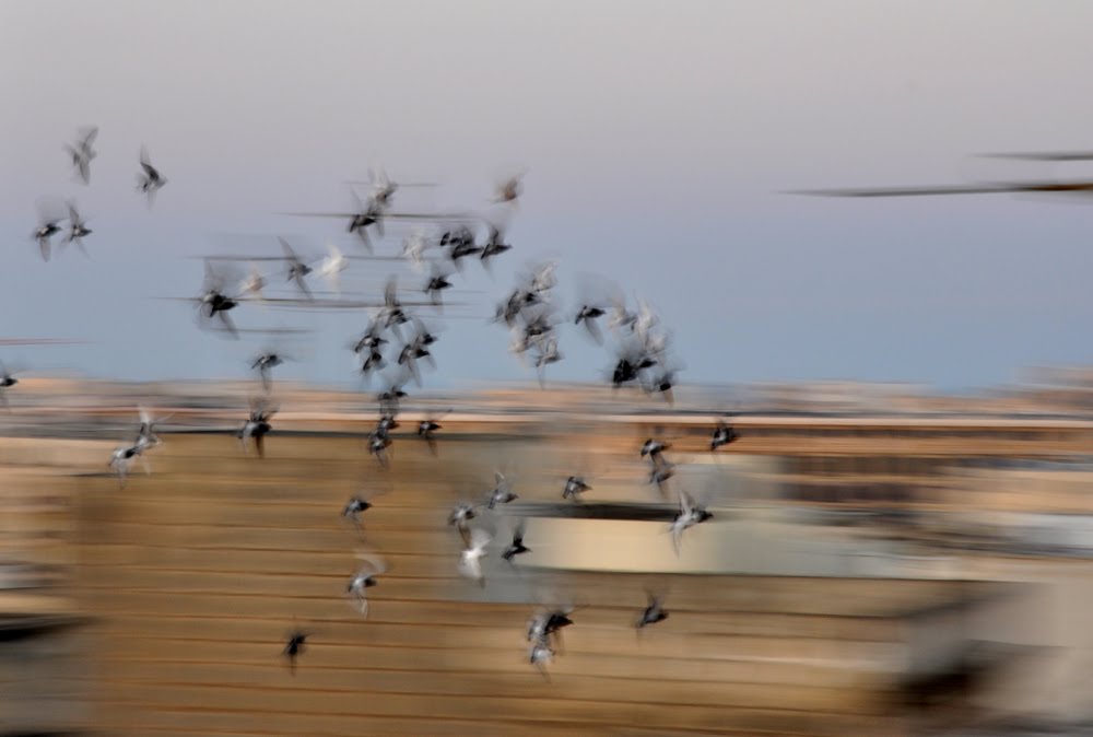 Paul Portelli: Pigeon man