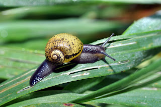 Maltese Nature: Goat snails