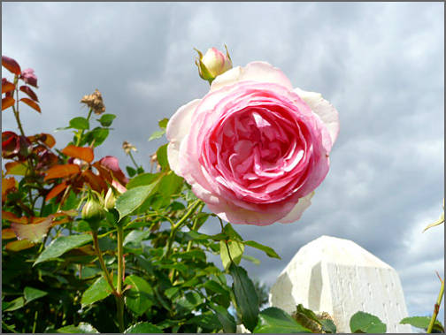 High Altitude Gardening: For the Love of Heirloom Roses