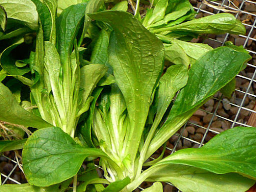 High Altitude Gardening: Sweet Baby Mache @ High Star Farm