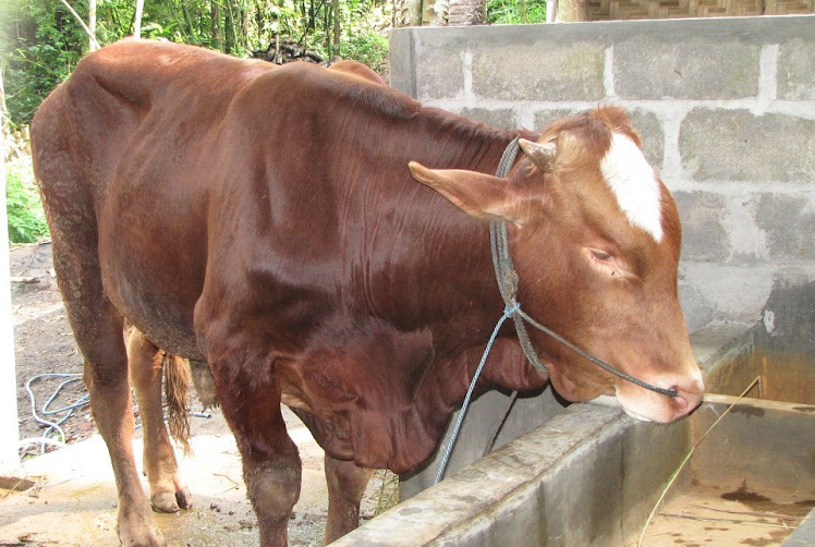 Rumah Sapi