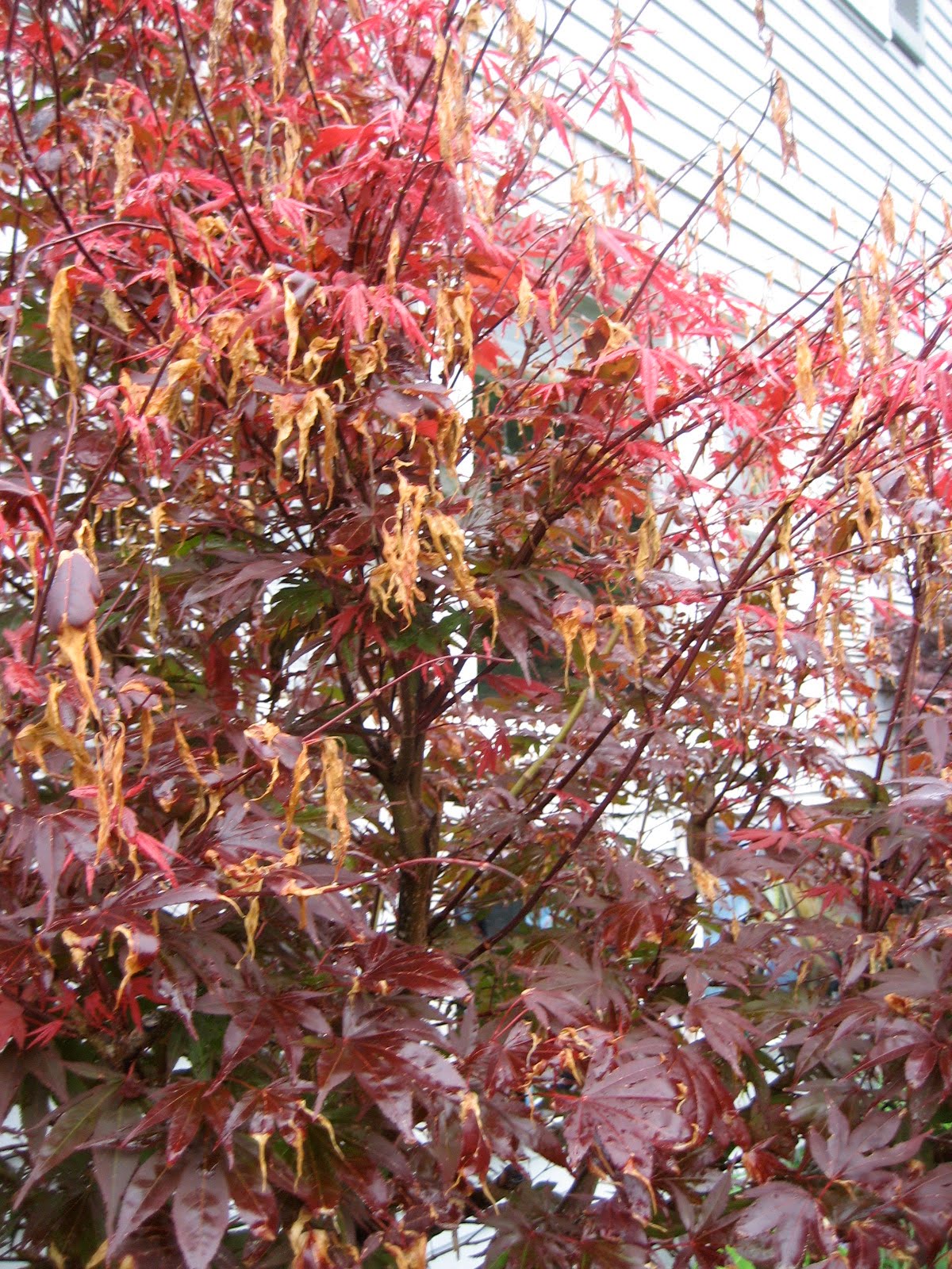 CCV Digital Photography 1 (1): Analogous Colors