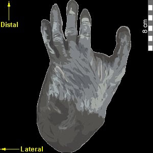 The Prancing Papio: Walk Like A Modern Human: 1.5 Million-Year-Old ...