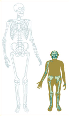 The Prancing Papio: Hobbits Are Indeed A Separate Species, Said ...