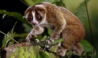 The Prancing Papio: [UPDATED] Are slow lorises really venomous? (Yes ...