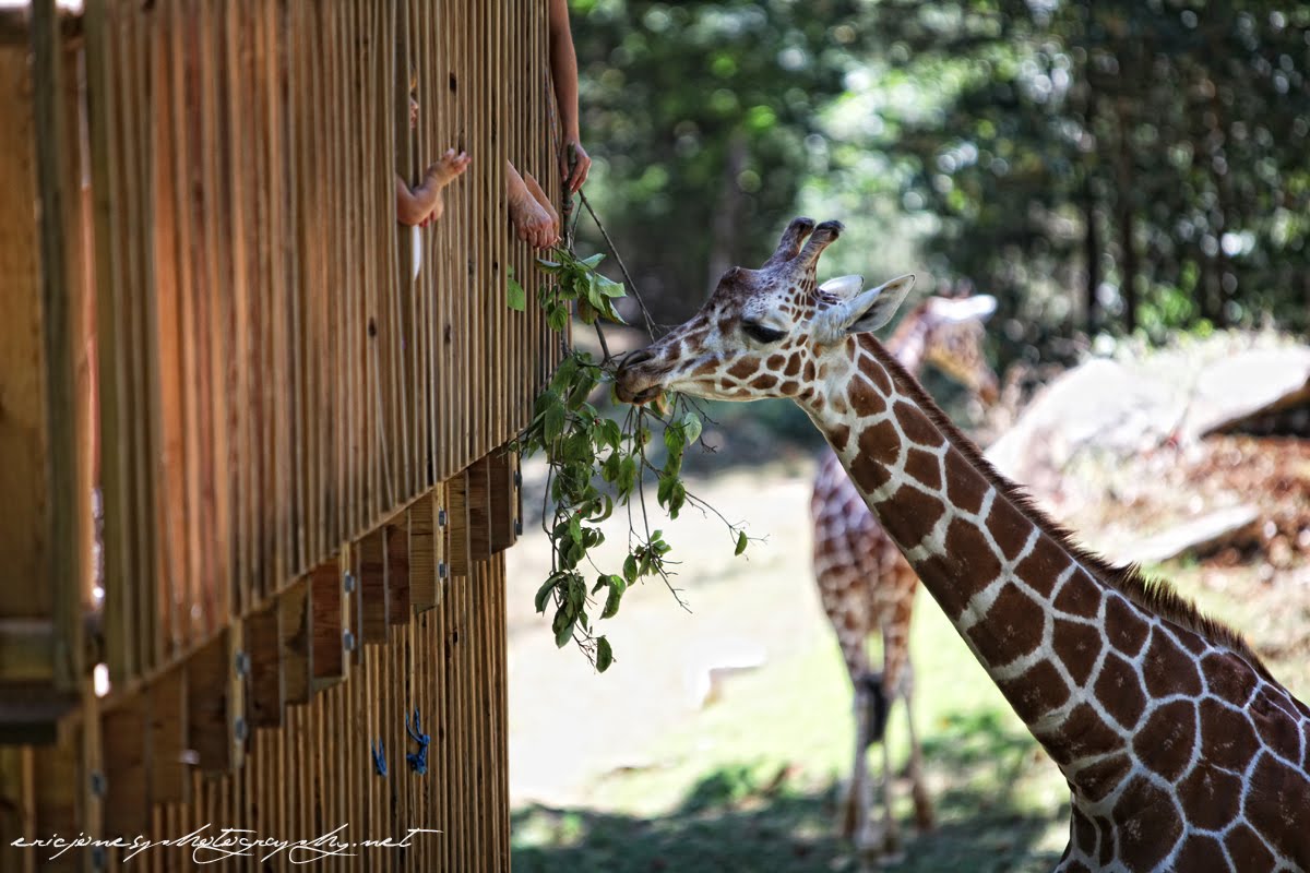 Portraits: Family Trip to the Asheboro Zoo