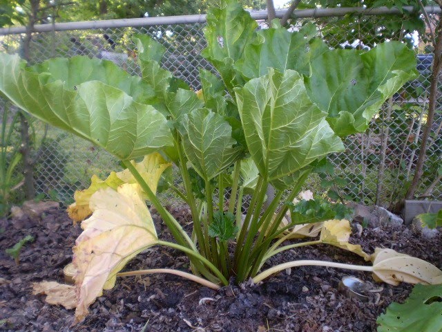 Green Jean: sick rhubarb?