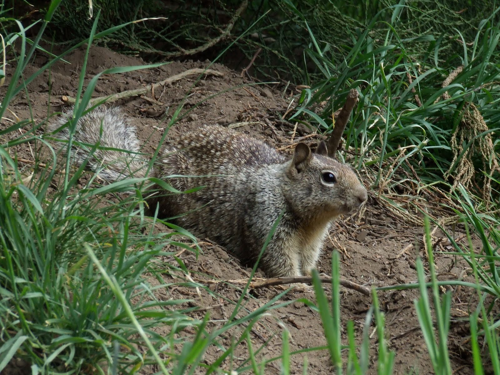 The Mighty Mix: squirrels!