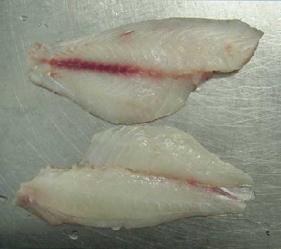 Emperor fish - Fish Information (INDONESIA)