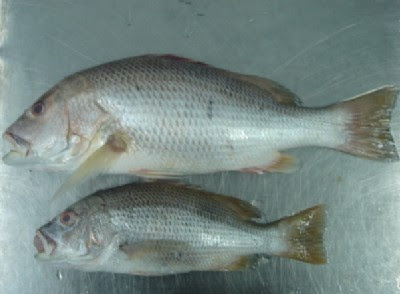 Jenaha (Lutjanus russelli) - Fish Information (INDONESIA)