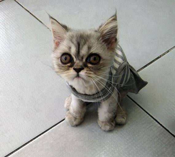 Det Bedste: Dagens billedserie: Søde kattekillinger en masse